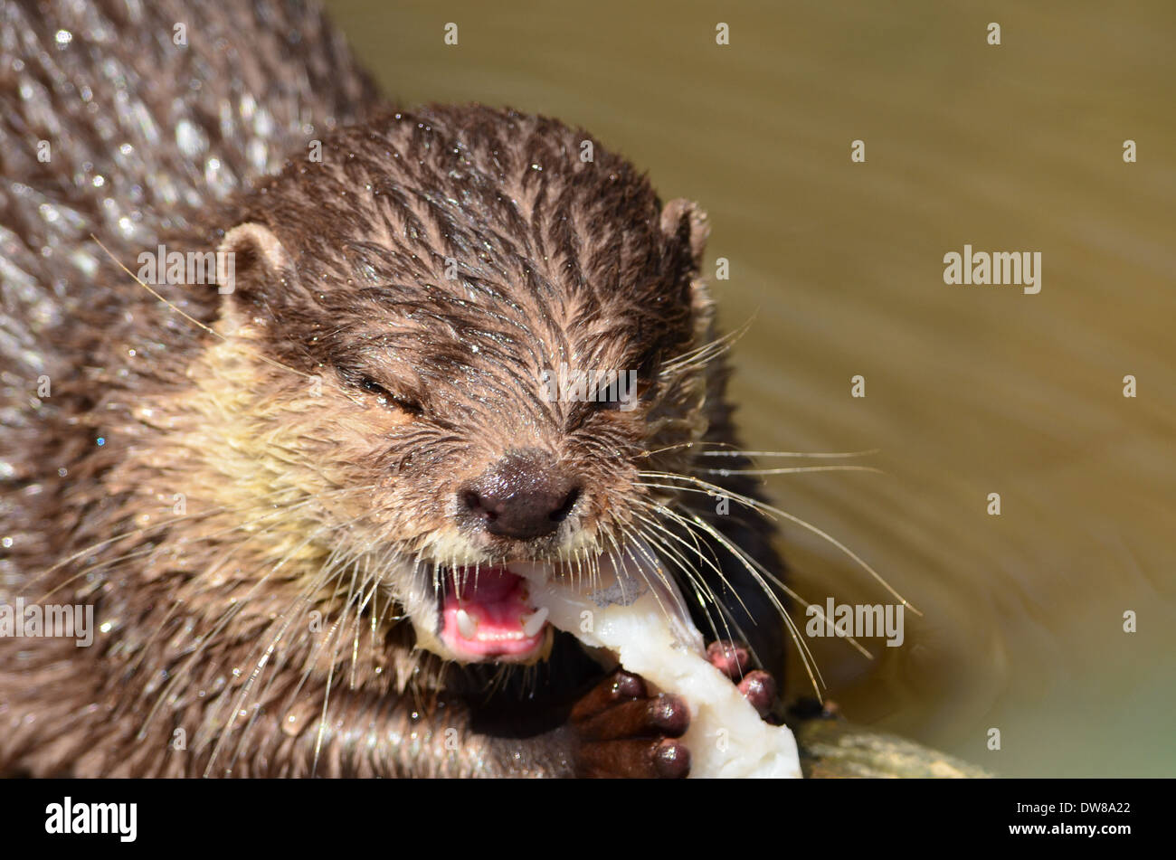 Otter eating Fish Stock Photo - Alamy