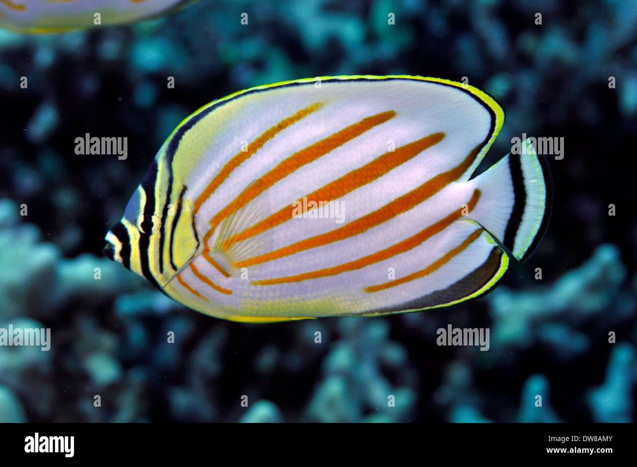 Ornate Butterflyfish Butterflyfish: Characteristics, Behavior And