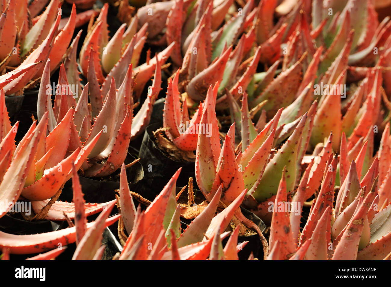 Lesotho biodiversity hi-res stock photography and images - Alamy