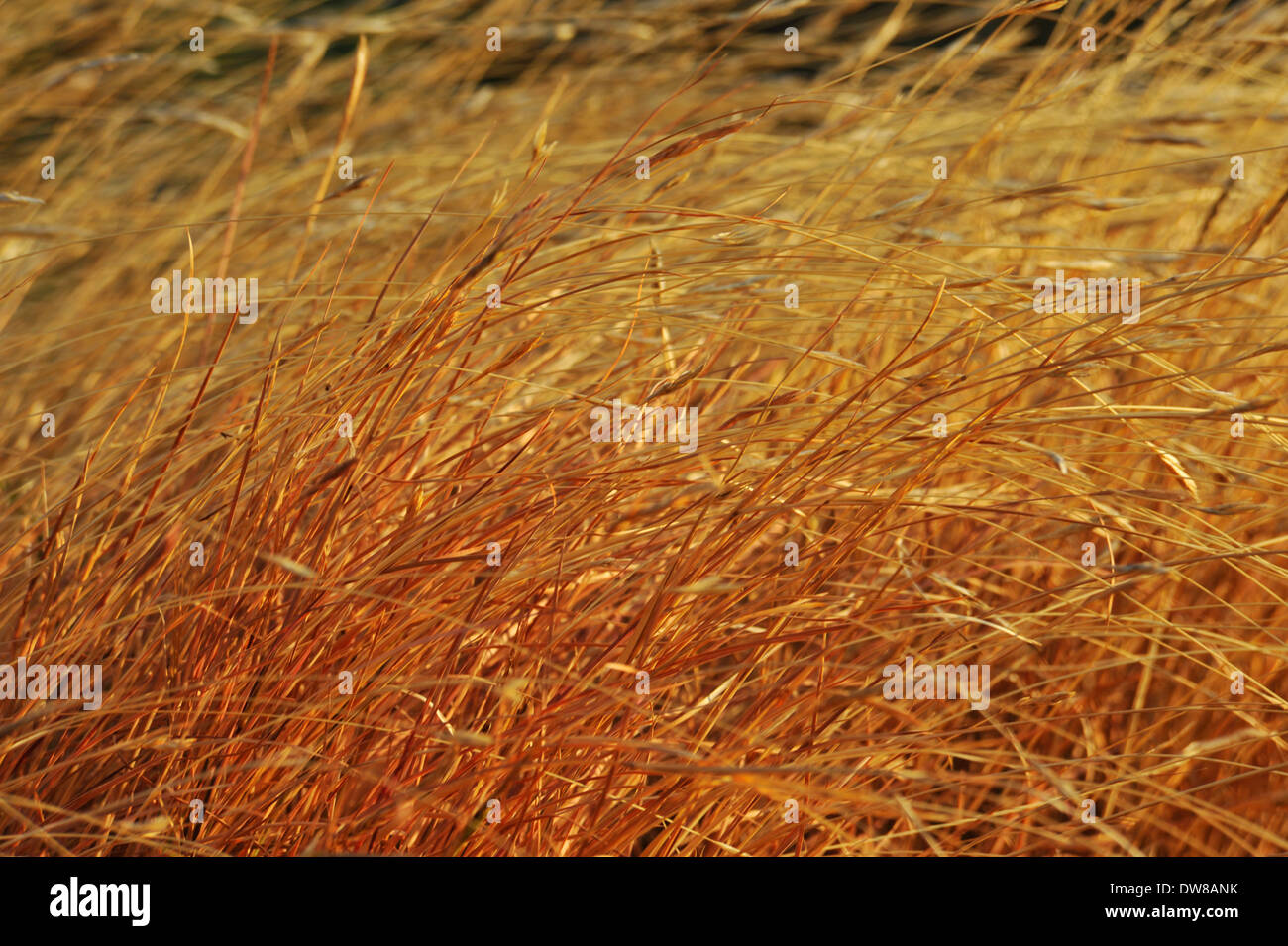 Katse, Lesotho, blur, close up, detail, wind blown yellow dry grass on ...