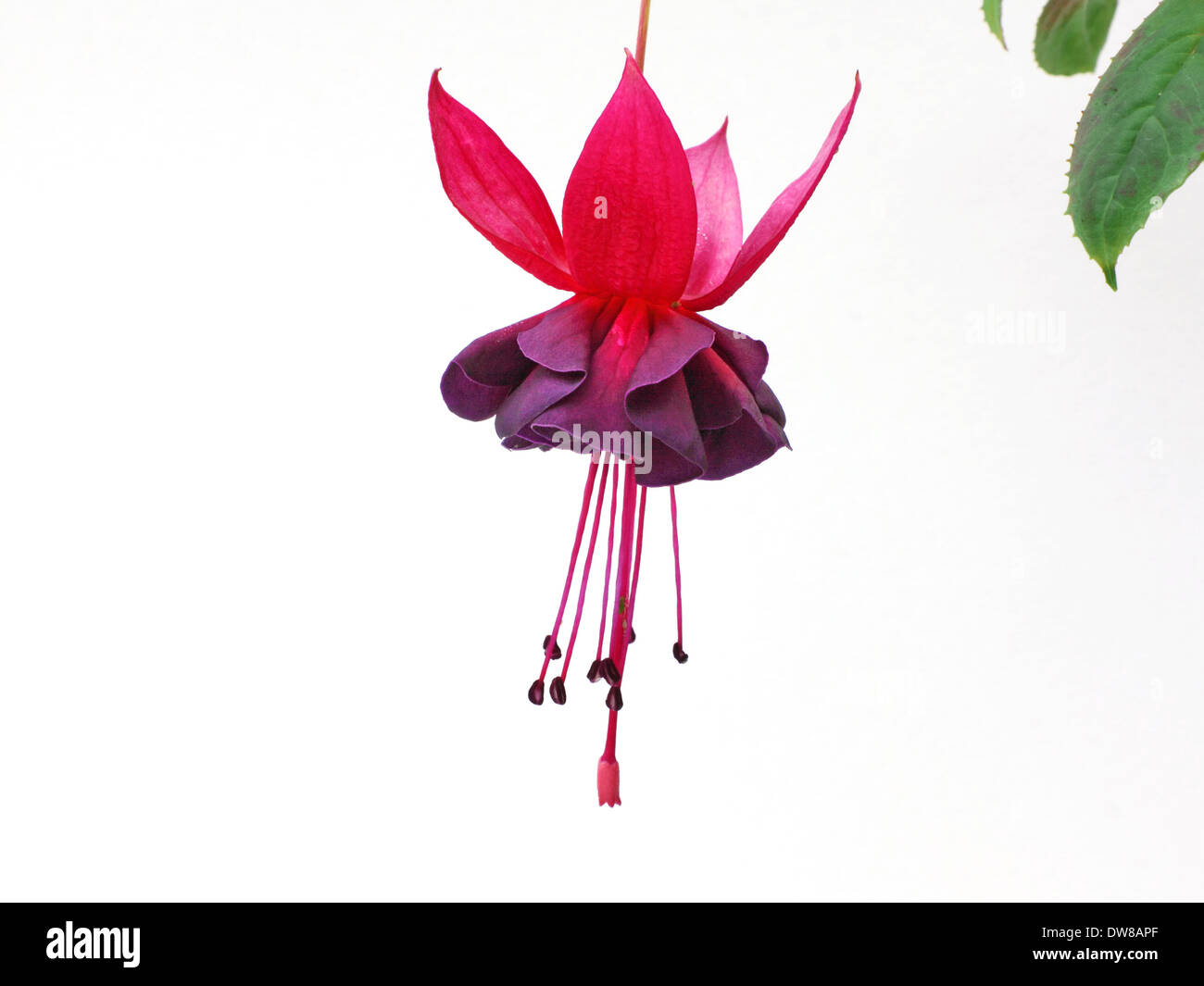 Cultivated fuchsia hi-res stock photography and images - Alamy
