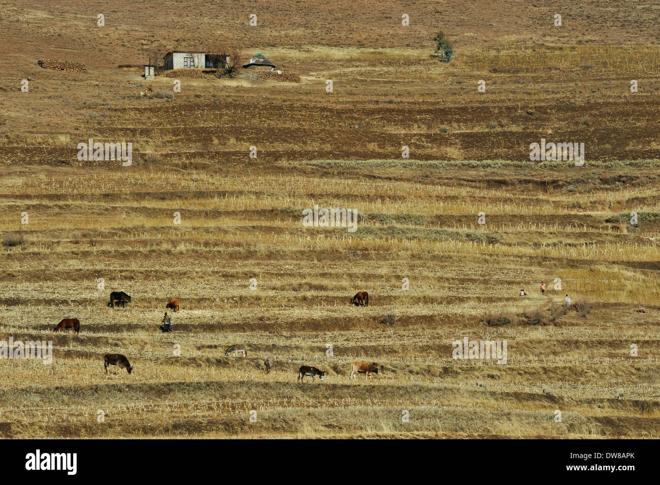 Lesotho Basotho Cattle High Resolution Stock Photography and Images - Alamy