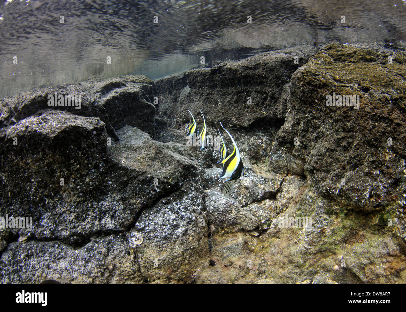 Moorish idol fish hi-res stock photography and images - Alamy