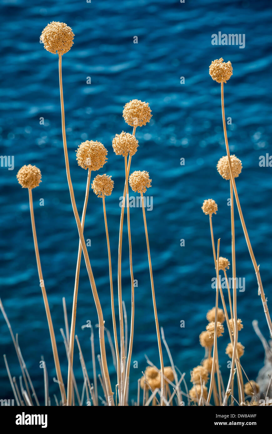Dried allium seed heads hi-res stock photography and images - Alamy