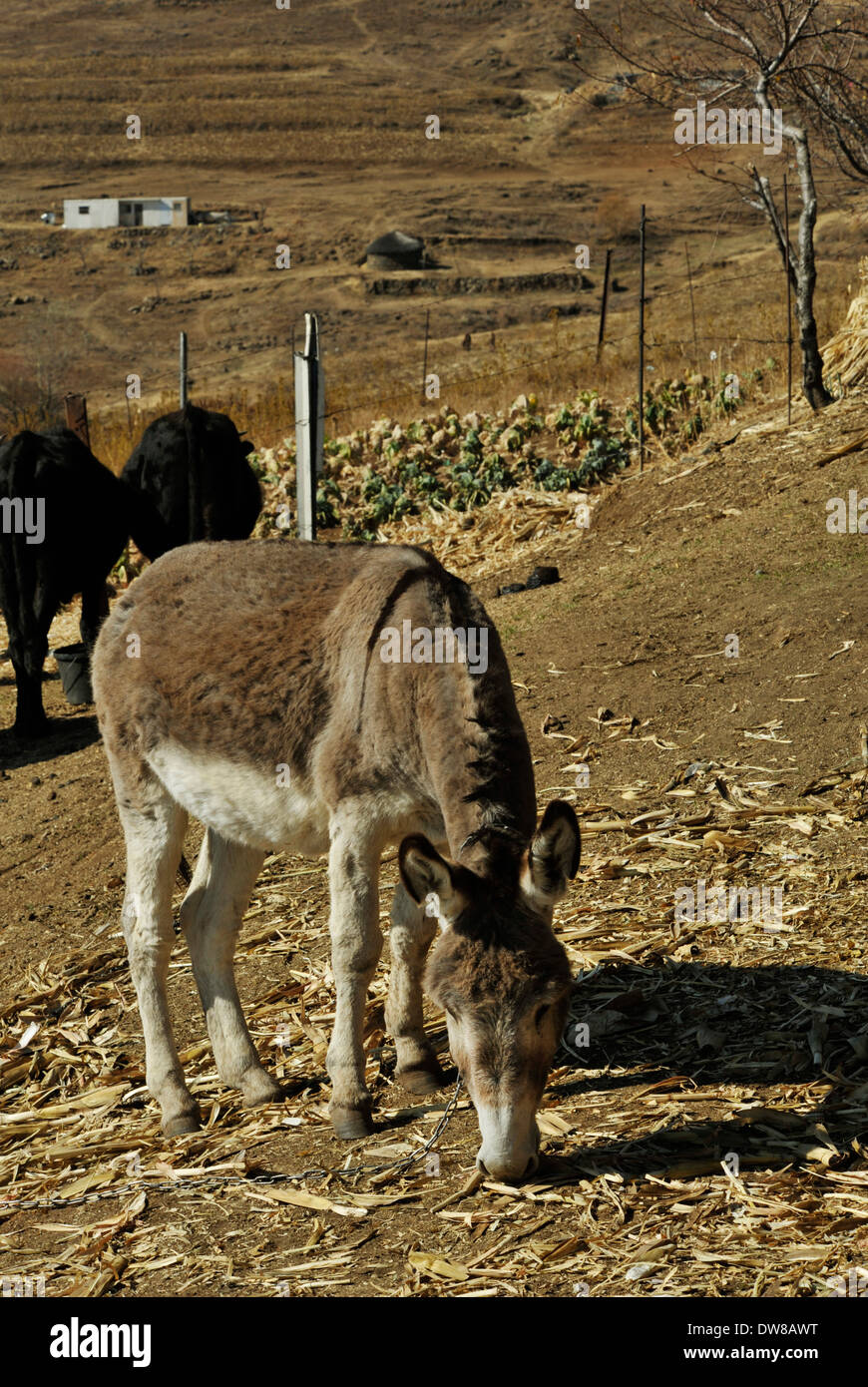 Working donkey tethered with chain eating maize husk, Katse, Thaba ...