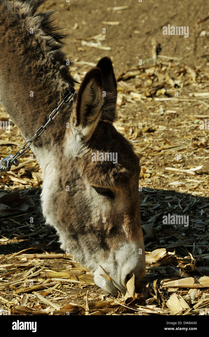 Katse, Thaba Tseka district, Lesotho, head of donkey eating maize husks ...