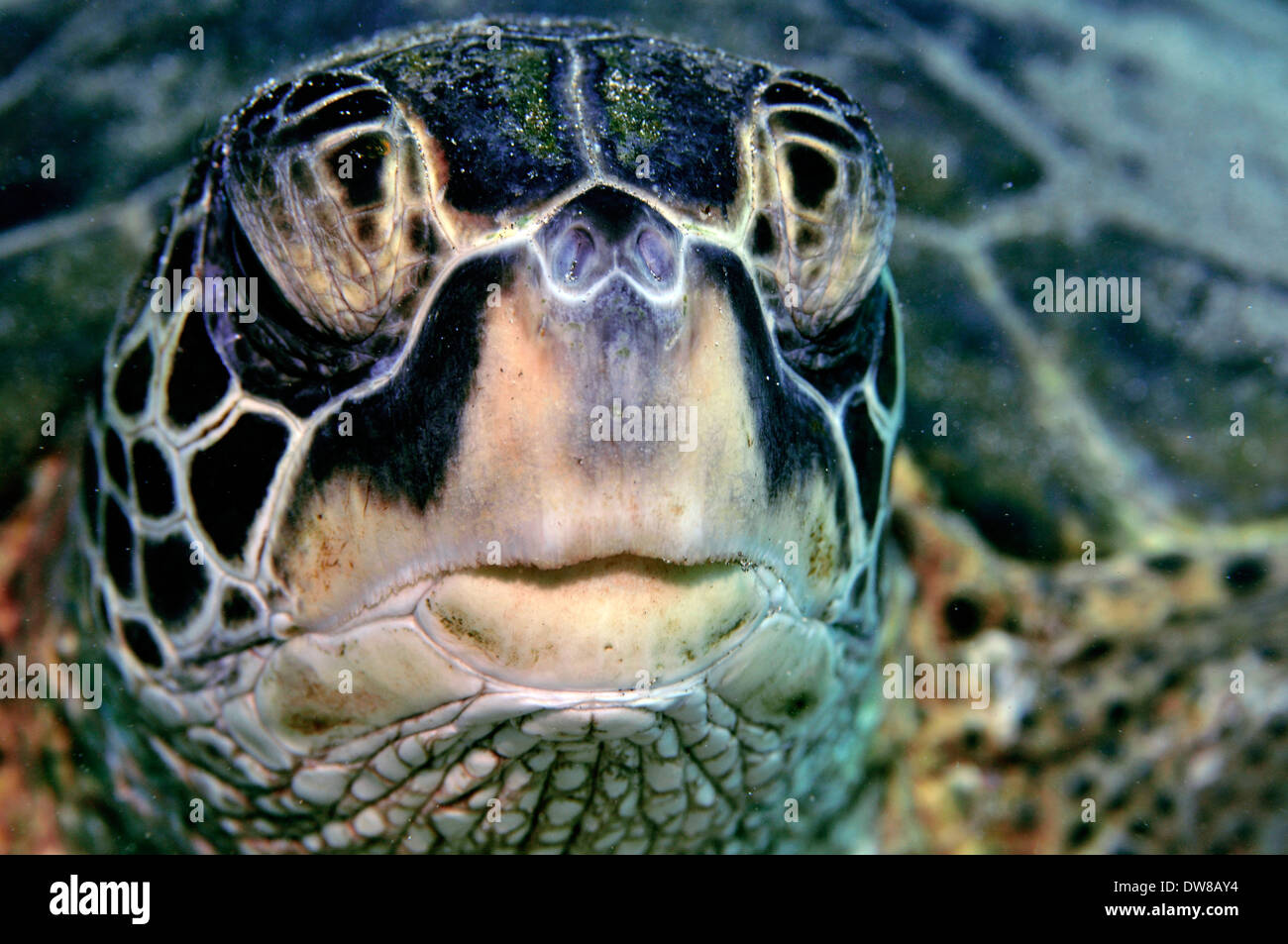Portrait of a green sea turtle, Chelonia mydas, Mala Pier, Maui, Hawaii ...