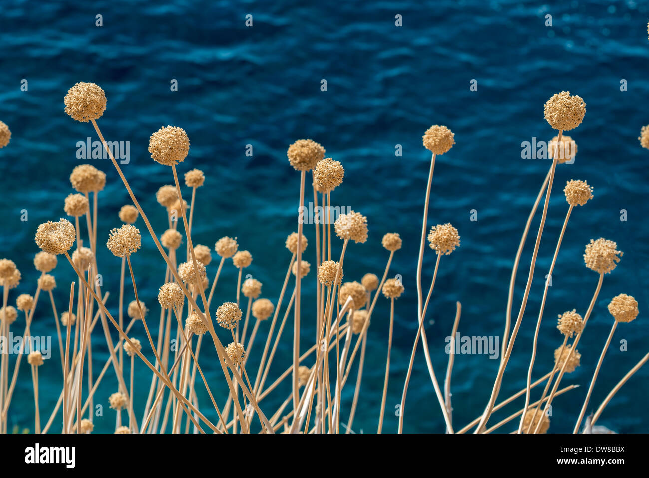 Allium Seed Heads Stock Photos & Allium Seed Heads Stock Images - Alamy