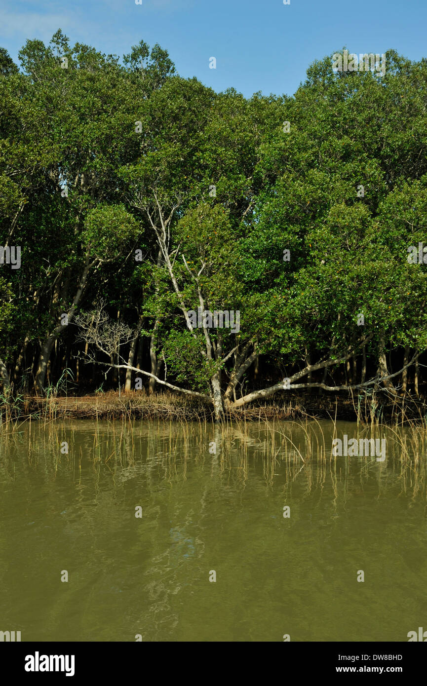White Mangrove Tree