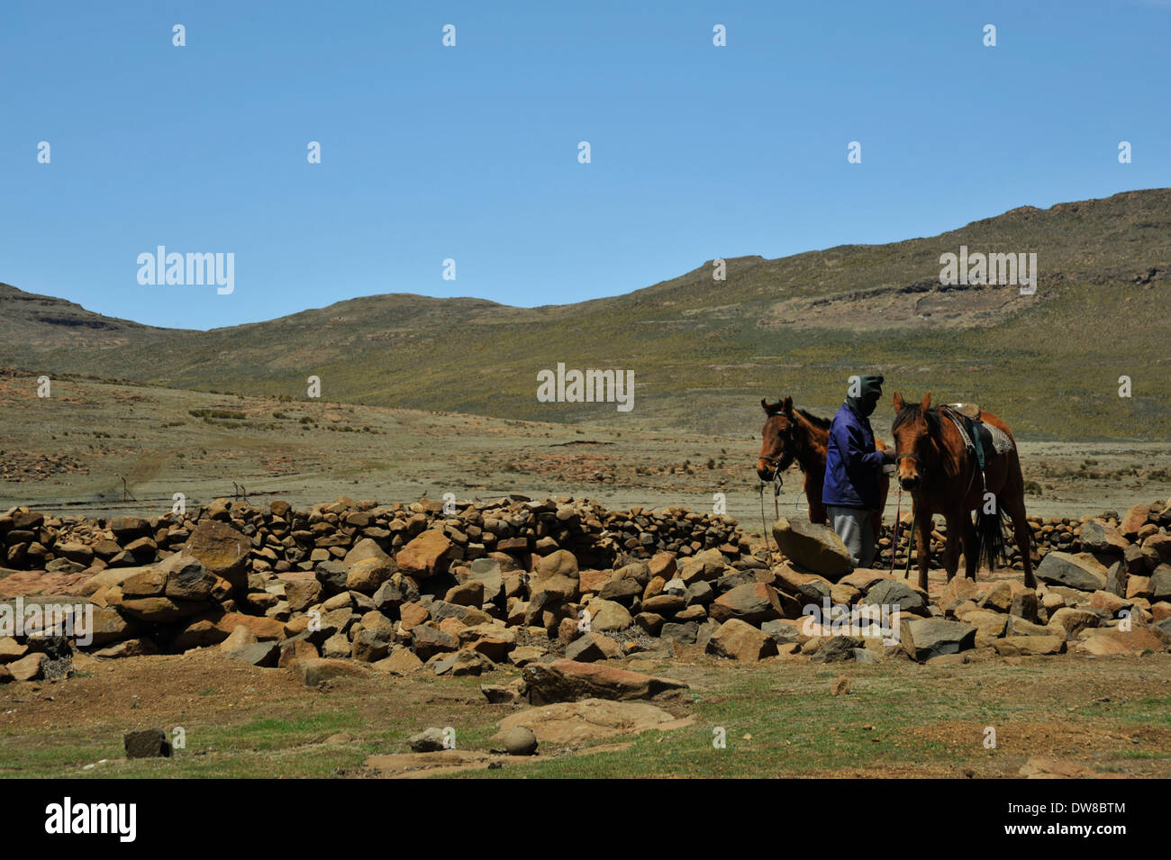 Sani Pass, Mokhotlong, Lesotho, single adult Basotho man with two ...