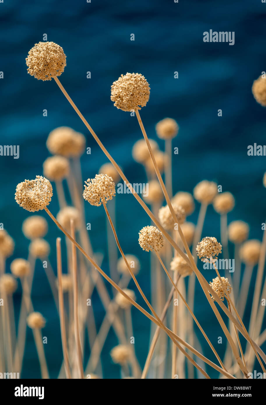 Dead seed hi-res stock photography and images - Alamy