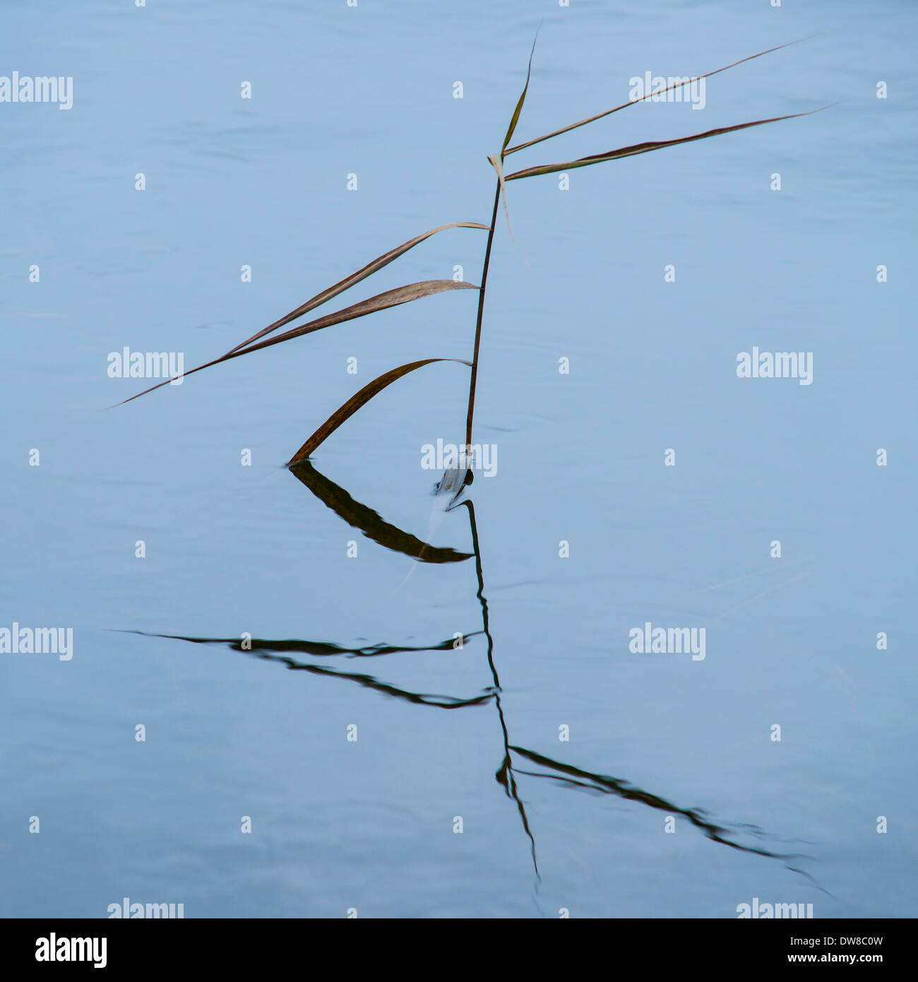 Single Reed in River Brathay Lake District Stock Photo - Alamy