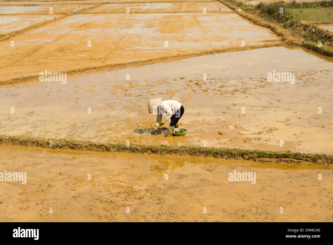 Farmer in rice field hi-res stock photography and images - Alamy