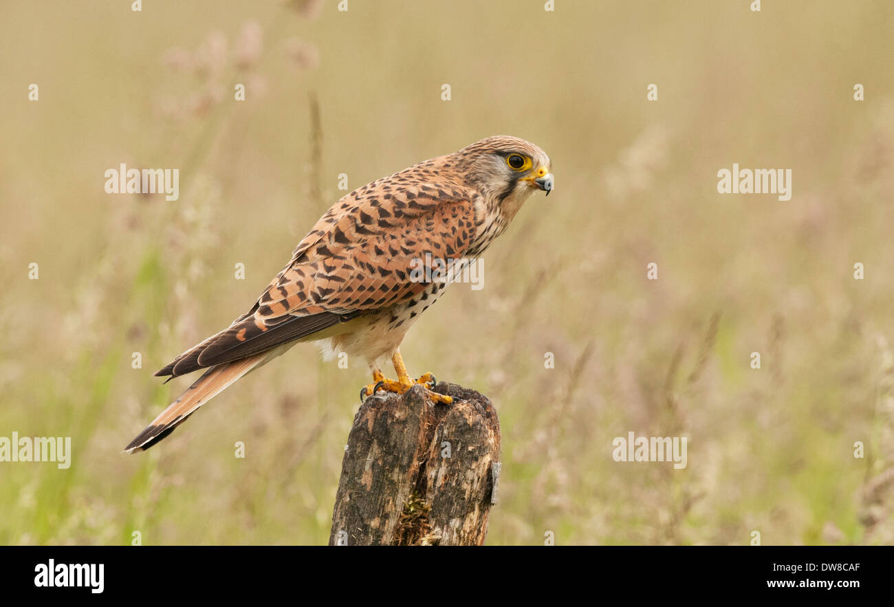 Female kestrel hi-res stock photography and images - Alamy