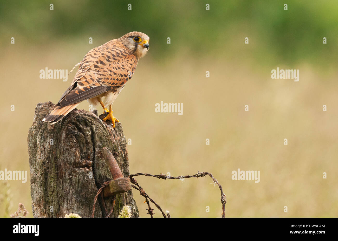 Female kestrel hi-res stock photography and images - Alamy