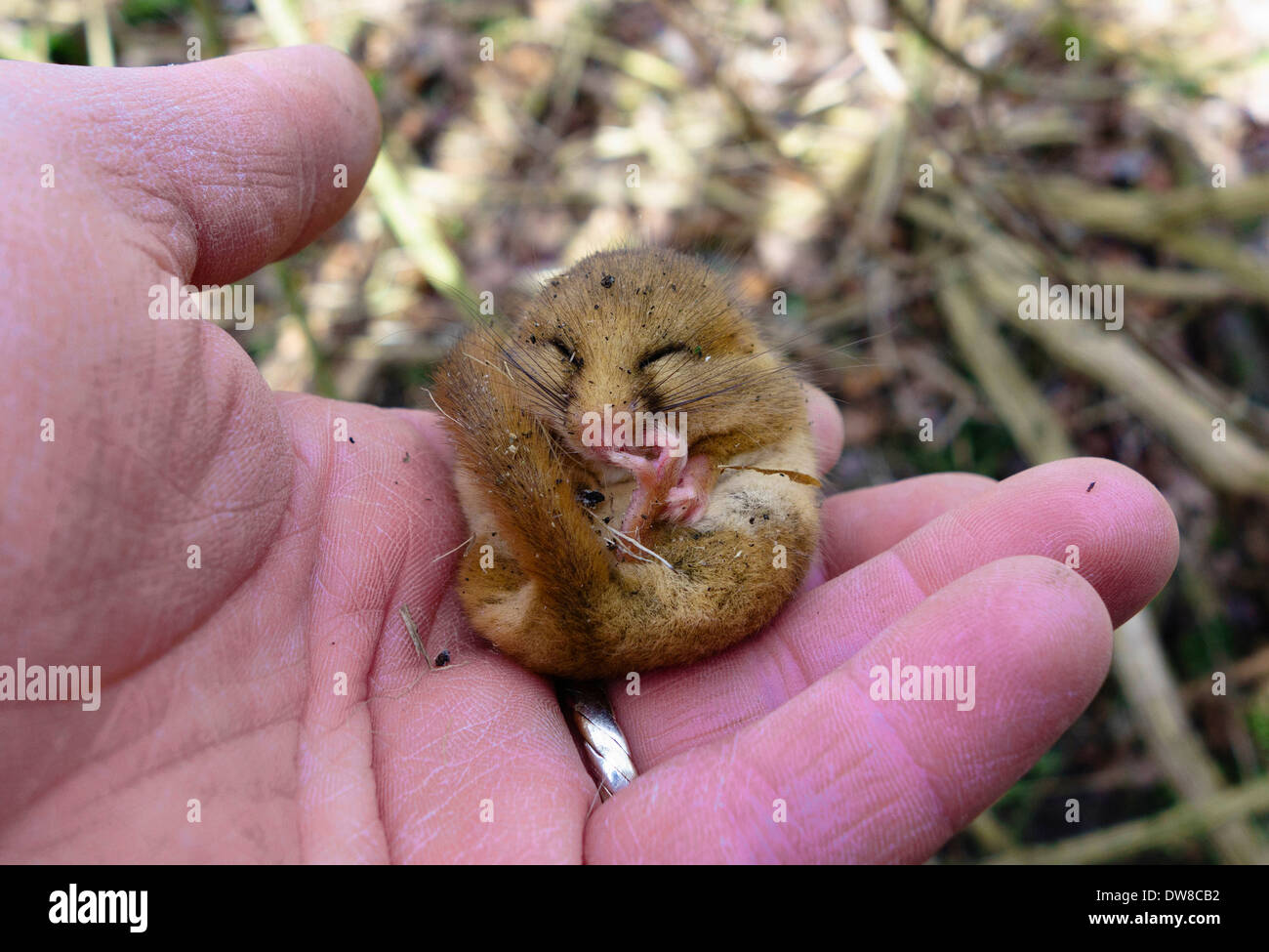 Hazel Dormouse (Muscardinus avellanarius) torpid state. monitoring by ...