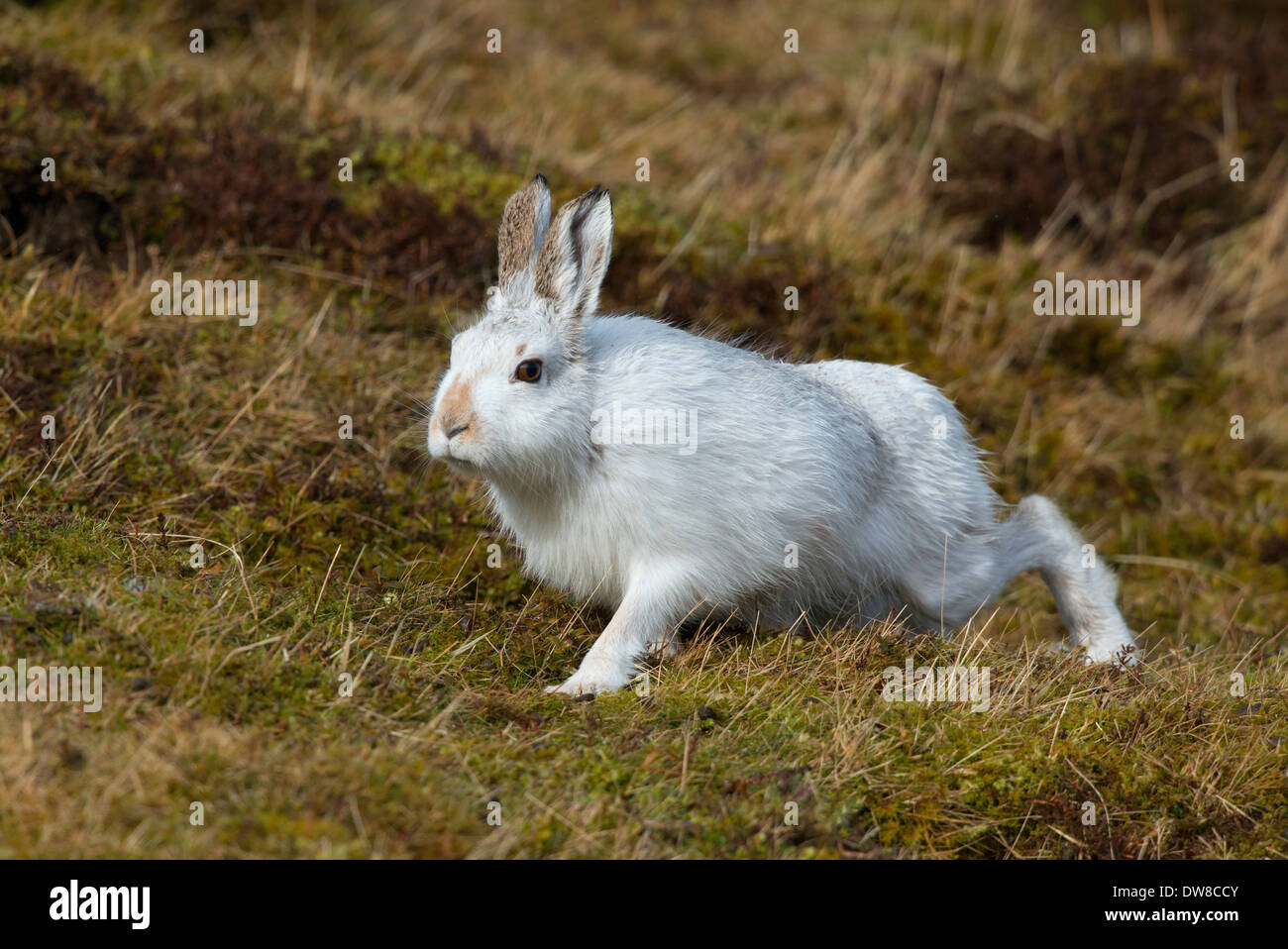 mountain hare in its white winter coat stretching from right to left ...