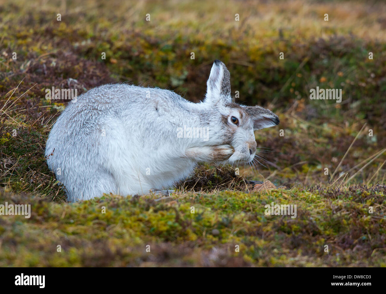 mountain hare in its white winter coat preening Stock Photo - Alamy