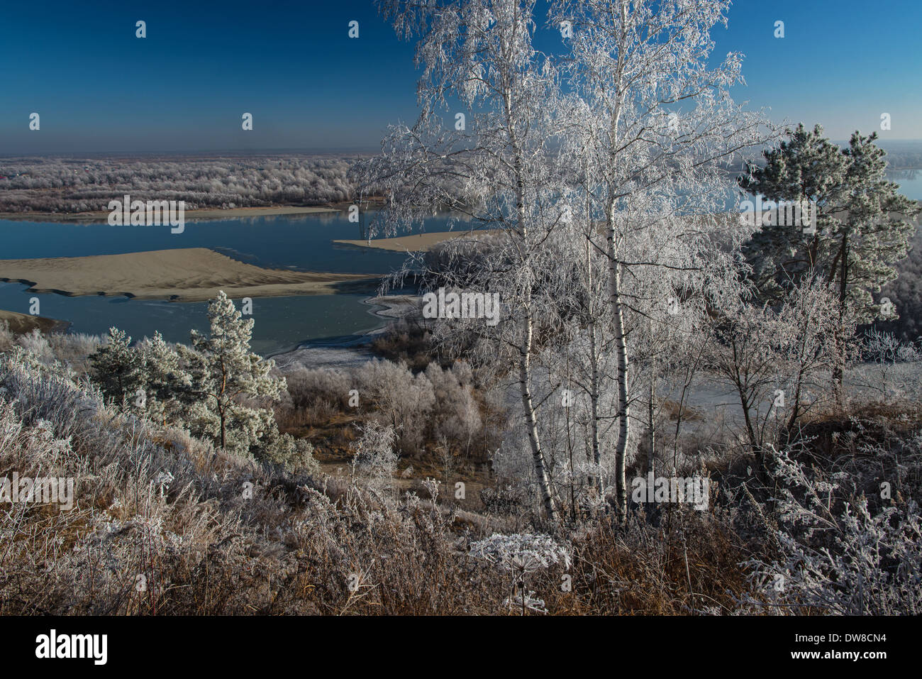 Russia siberia birch birch tree hi-res stock photography and images - Alamy