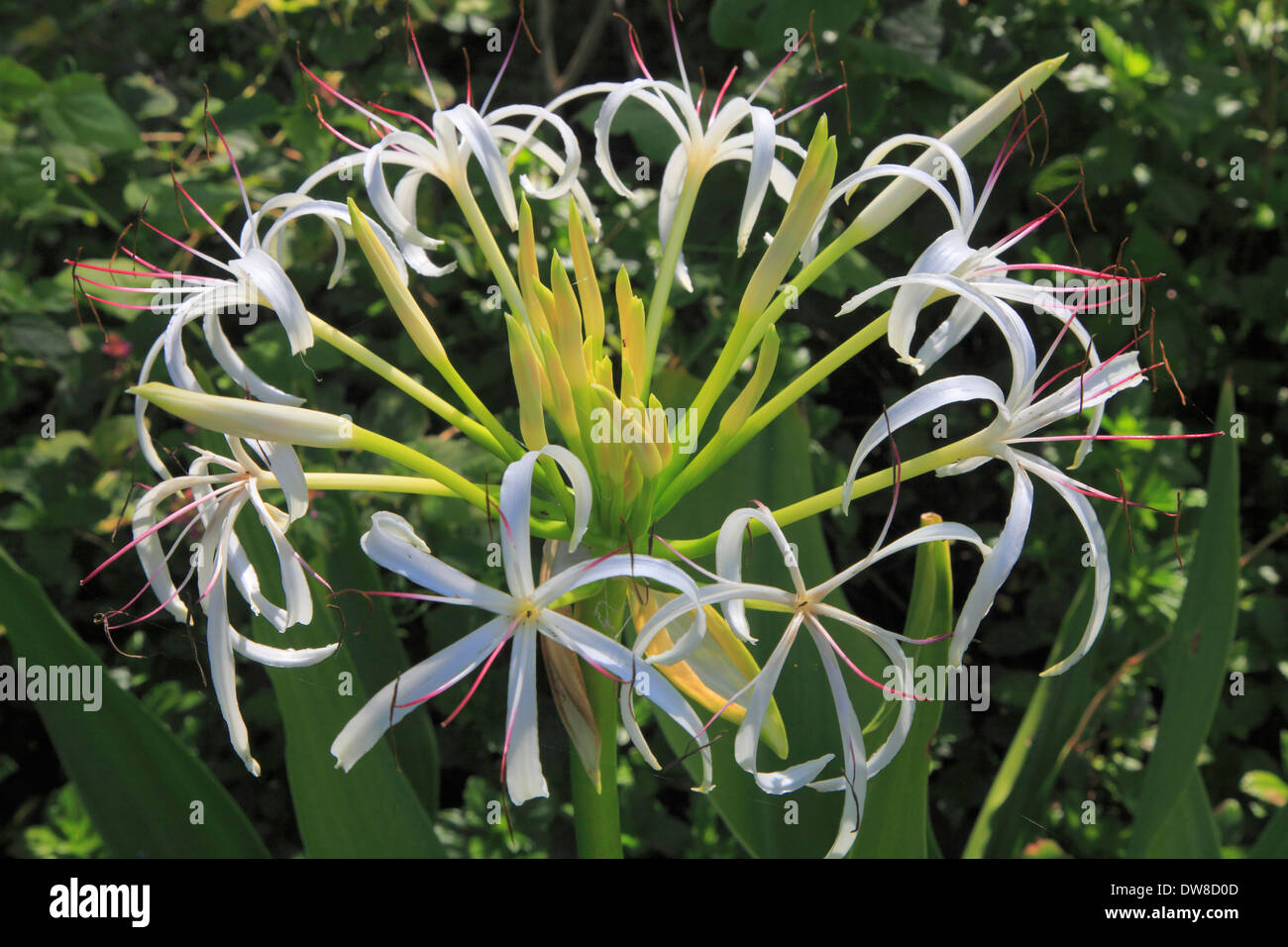 Sri Lanka, Koggala, flower Stock Photo - Alamy