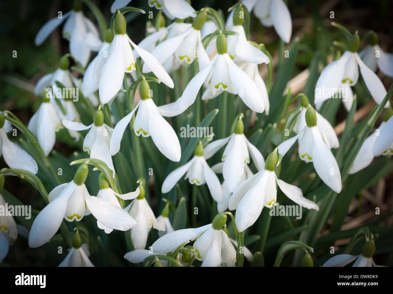 Photograph of snowdrop head hi-res stock photography and images - Alamy