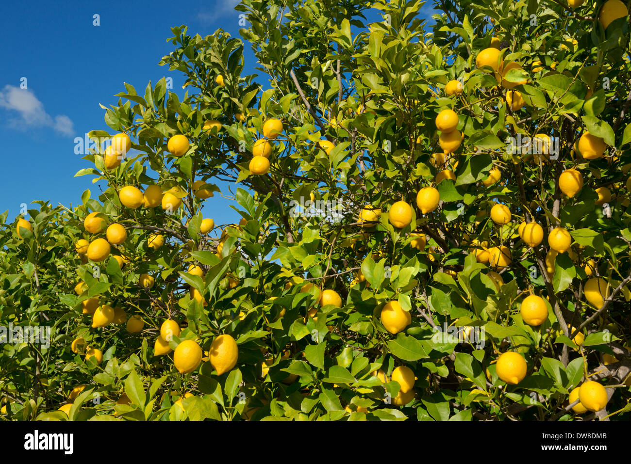 Portuguese fruit trees hi-res stock photography and images - Alamy