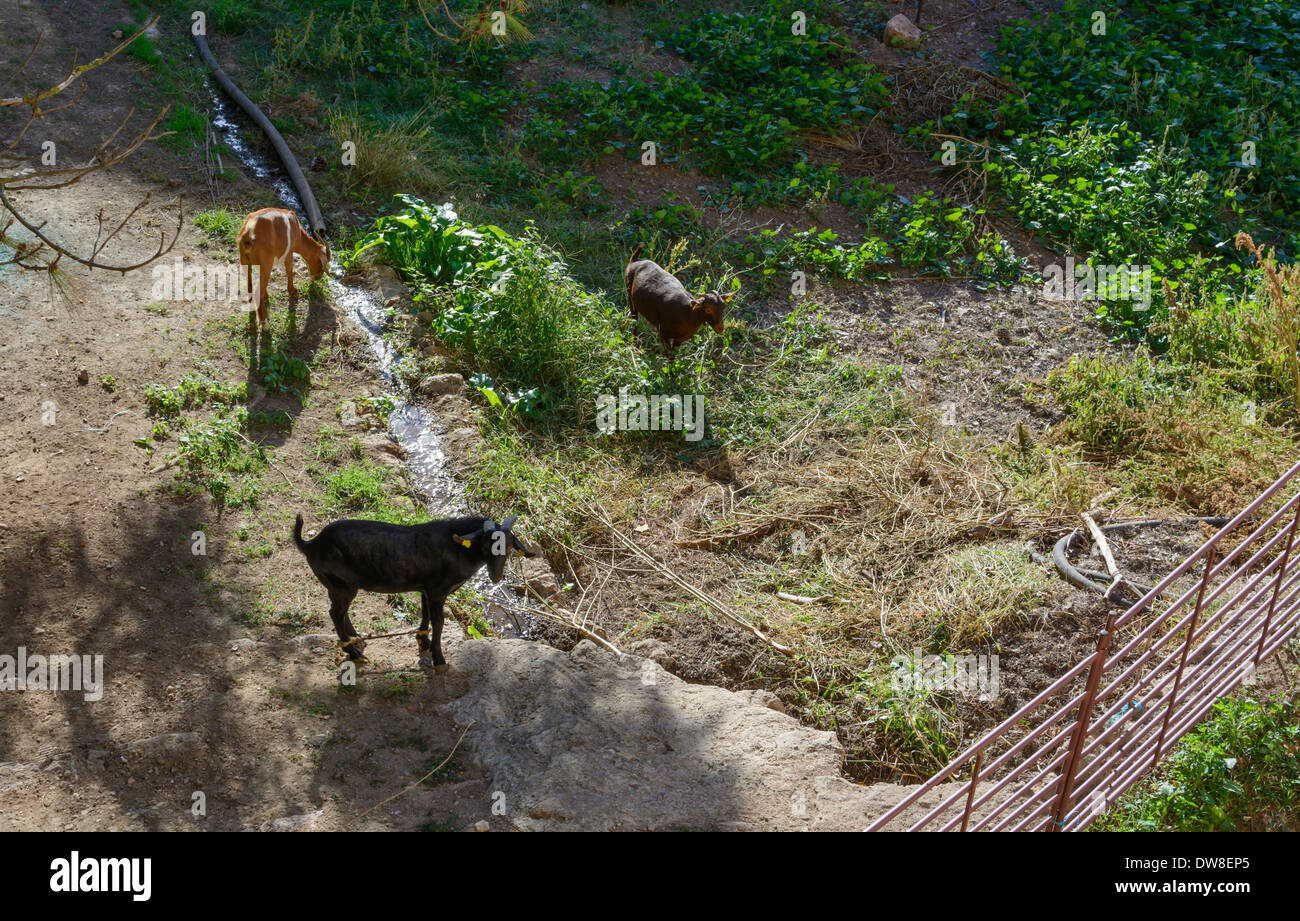 Three Goats Grazing. Goats grazing in a garden. Mallorca, Balearic ...