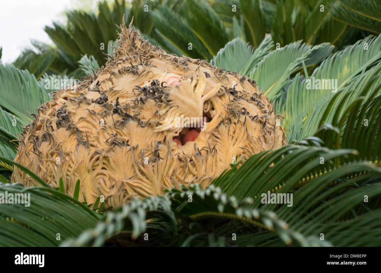 Cycas Revoluta seed capsule. Mallorca, Balearic islands, Spain in ...