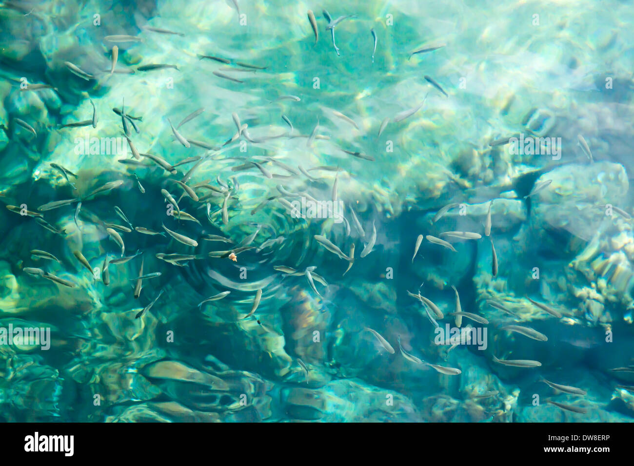 Fish Bait. Fish eager for a piece of bread in clear azure water ...