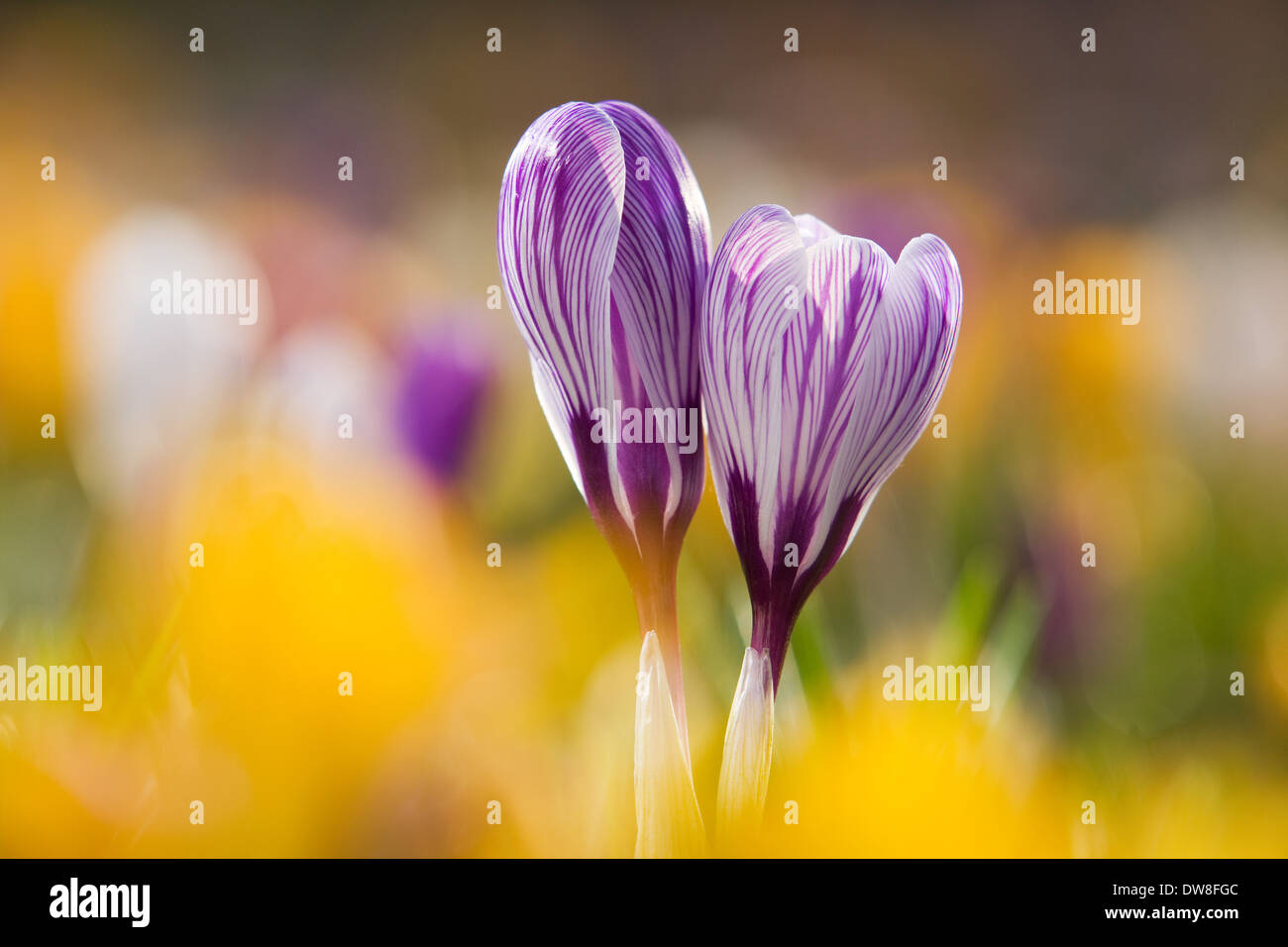 Crocus flowers growing outside in the English countryside in Spring ...