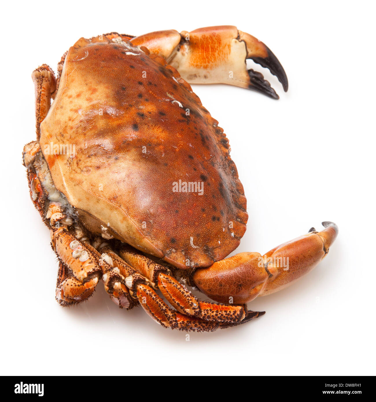 Cooked brown crab isolated on a white studio background Stock Photo - Alamy