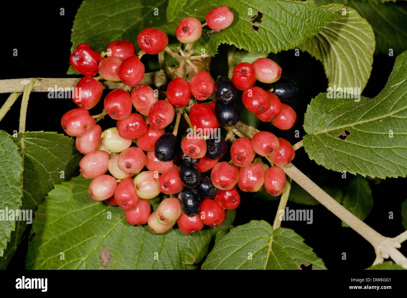 Wayfaring Tree (Viburnum lantana) close-up of ripening fruit France ...