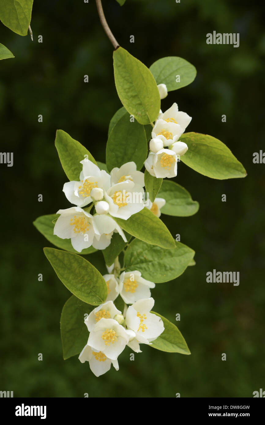 Mock orange philadelphus hi-res stock photography and images - Alamy