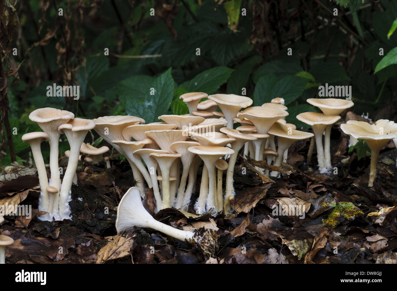 Common Funnel Cap (Clitocybe gibba) fruiting bodies group growing ...