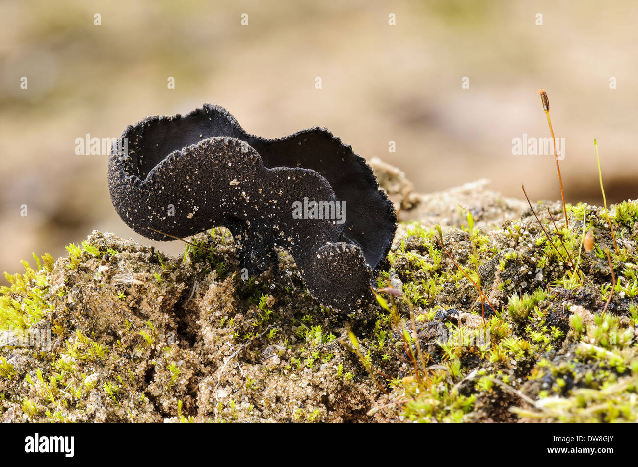 Corium hi-res stock photography and images - Alamy
