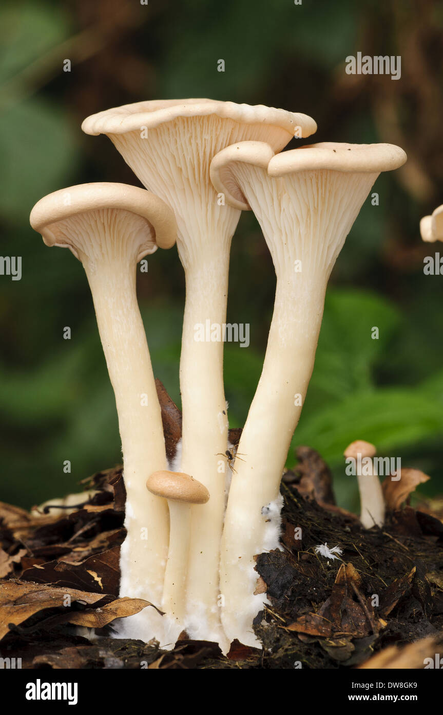 Common Funnel Cap (Clitocybe gibba) fruiting bodies growing through ...