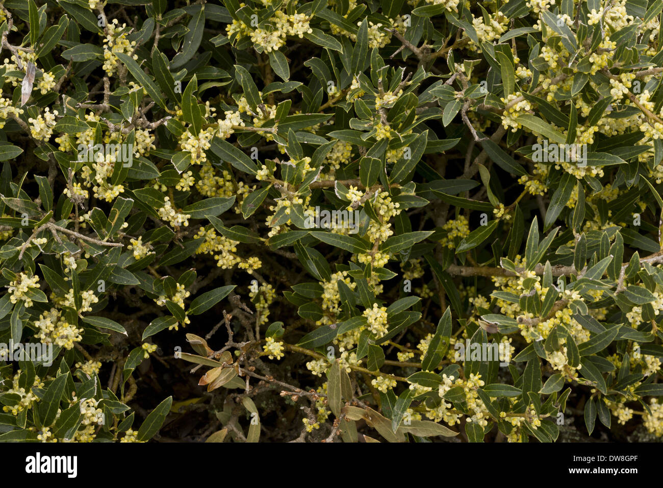 Narrow-leaved Phillyrea (Phillyrea angustifolia) close-up of leaves and ...