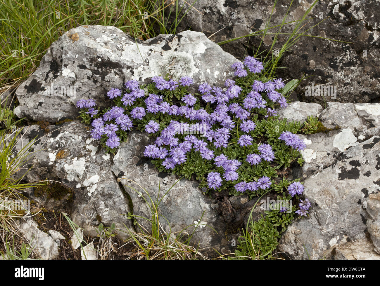 Dwarf Globularia (Globularia meridionalis) flowering growing in tight ...
