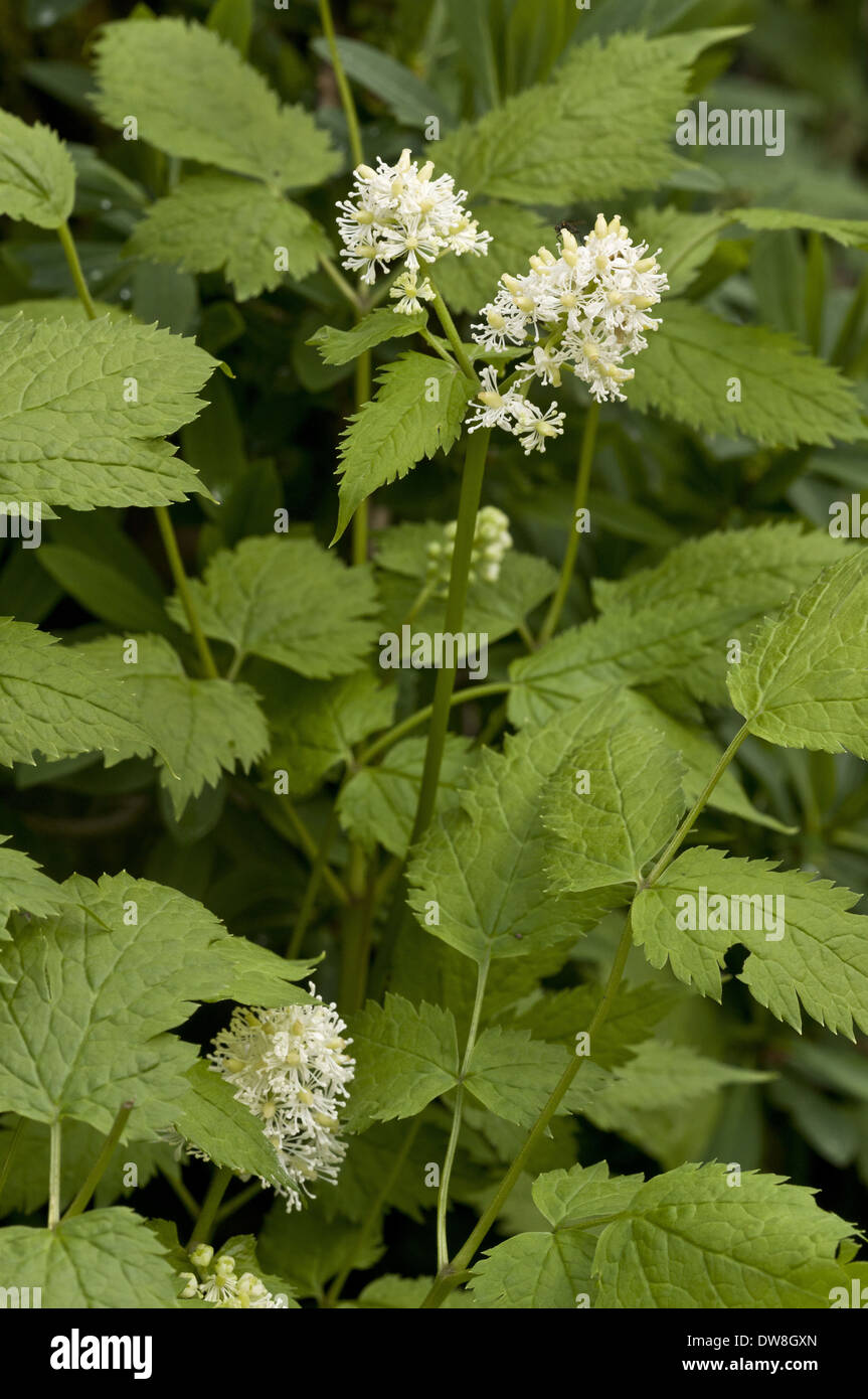 Flowering actaea spicata hi-res stock photography and images - Alamy