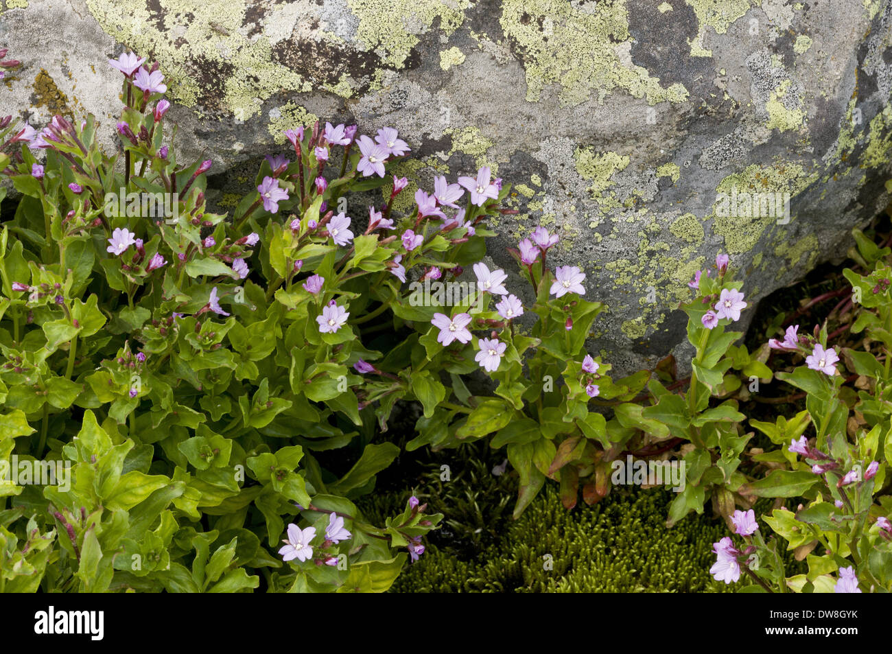 Pontic alps hi-res stock photography and images - Alamy