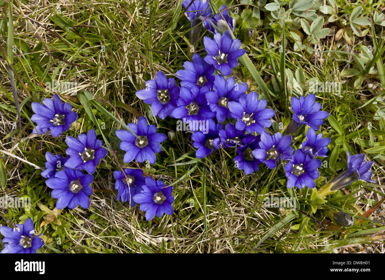 Gentiana pyrenaica pontic alps hi-res stock photography and images - Alamy