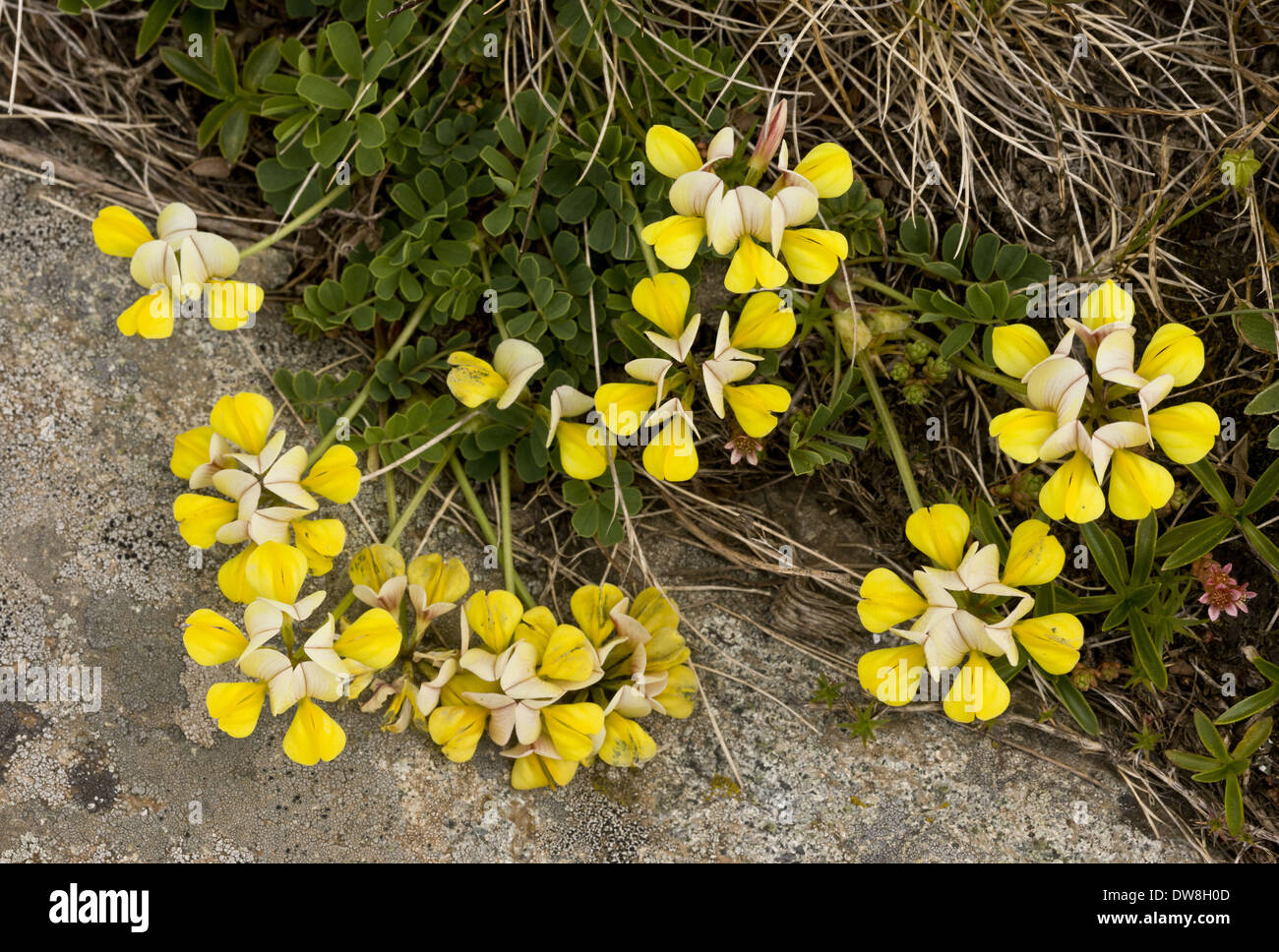 Yellow Crown-vetch (Coronilla orientalis) flowering (at 2700m) Ovit ...