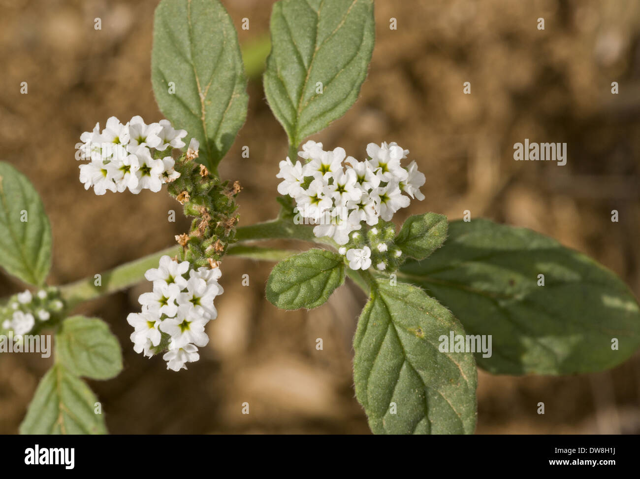 European Heliotrope (Heliotropium europaeum) close-up of flowers ...