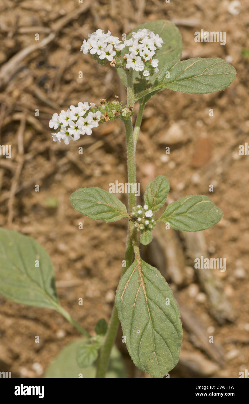 European Heliotrope (Heliotropium europaeum) flowering growing in ...
