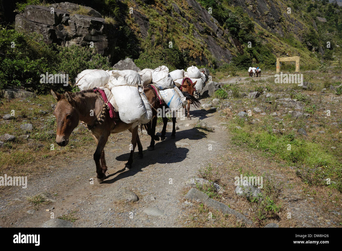 Pack train carrying supplies on a trail in the Manaslu region of Nepal ...