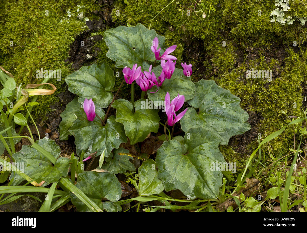 Cyclamens in the forest hi-res stock photography and images - Alamy