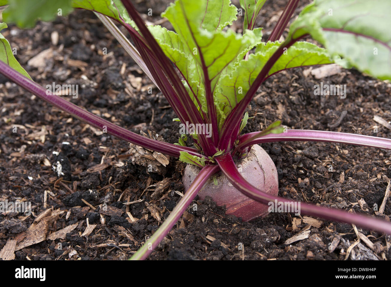 Beetroot (Beta vulgaris ssp. vulgaris) 'Boltardy' growing in vegetable ...