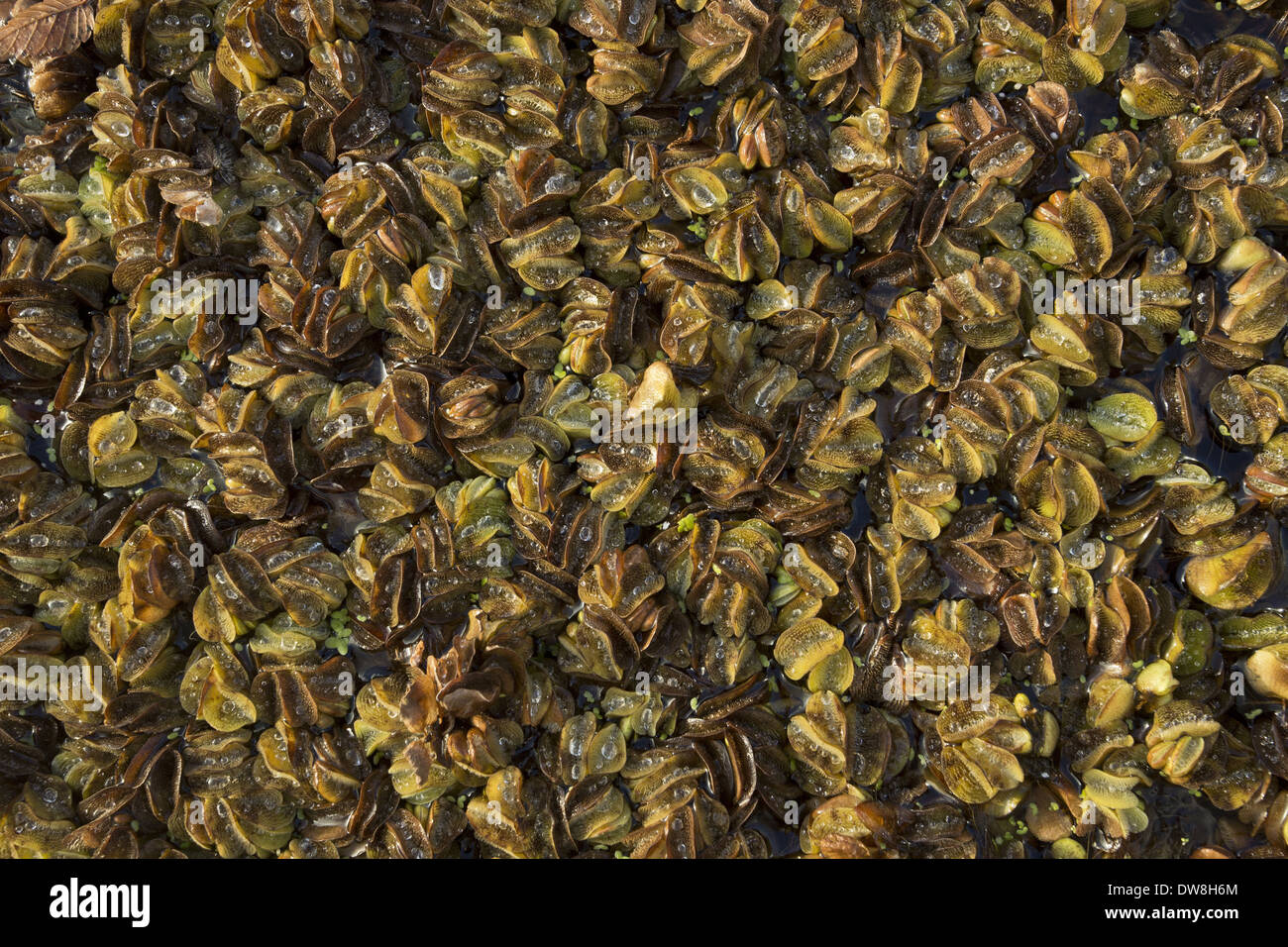 Floating Fern (Salvinia natans) leaves floating on garden pond France ...