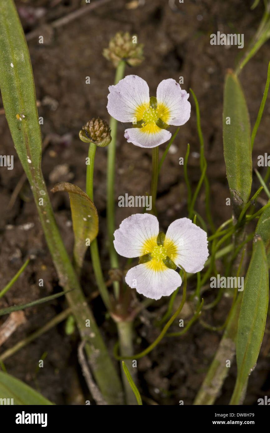 Lesser Water-plantain (Baldellia ranunculoides) flowering growing in ...