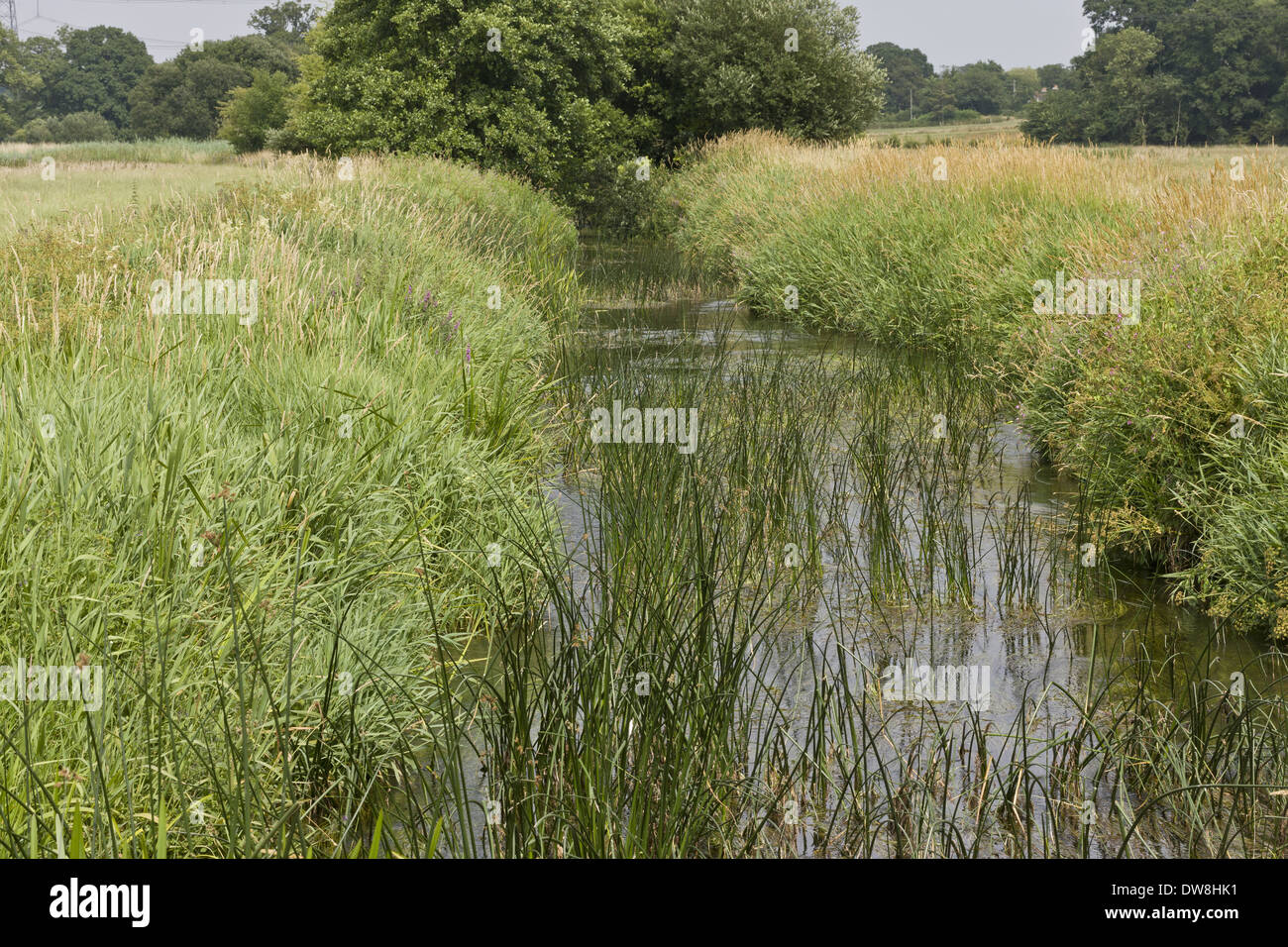 Clean and biodiverse chalk stream River Allen near Wimborne Dorset ...